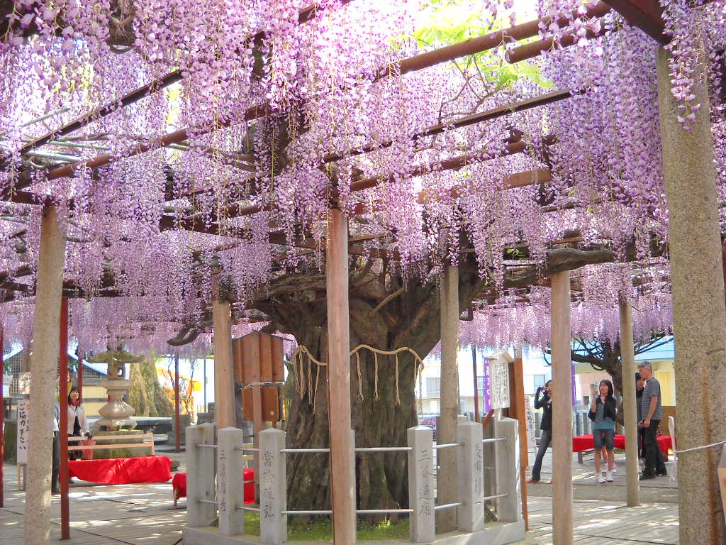 Daily Glimpses of Japan: Sennen Fuji Flowers - Wisteria In Shiso City ...
