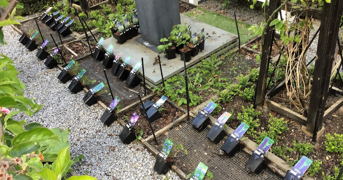 Potagerie in Maastricht: 2017> May 15th. Replacing two parts of ...