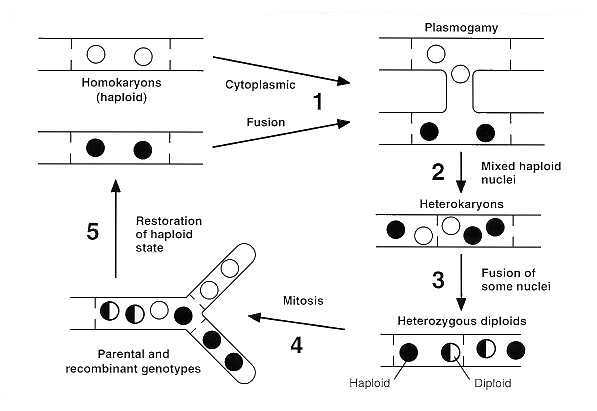 What is Mycology?