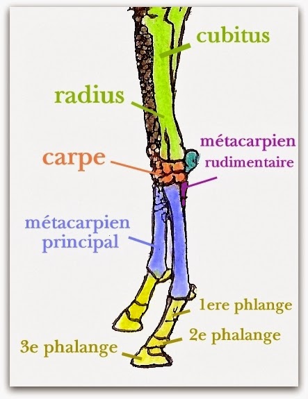 Cheval évasion: Le squelette du cheval