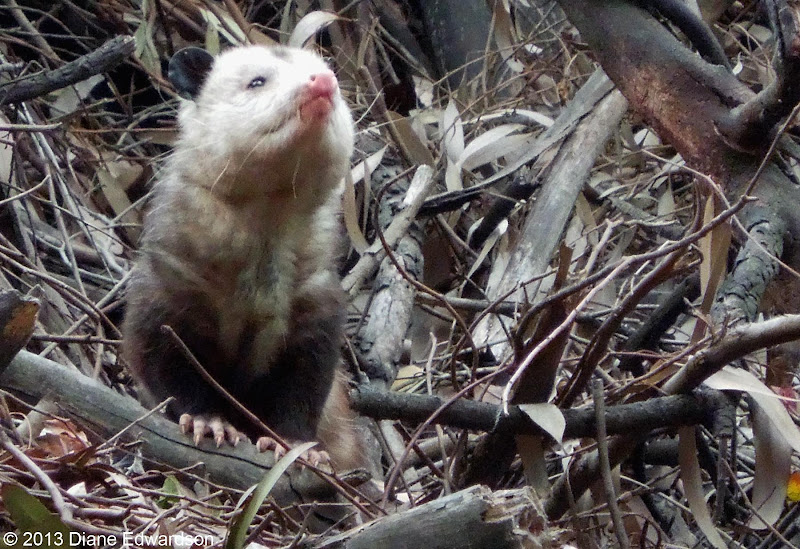 Corralitas Red Car Property: Corralitas Drive: Daytime Opossum Alert
