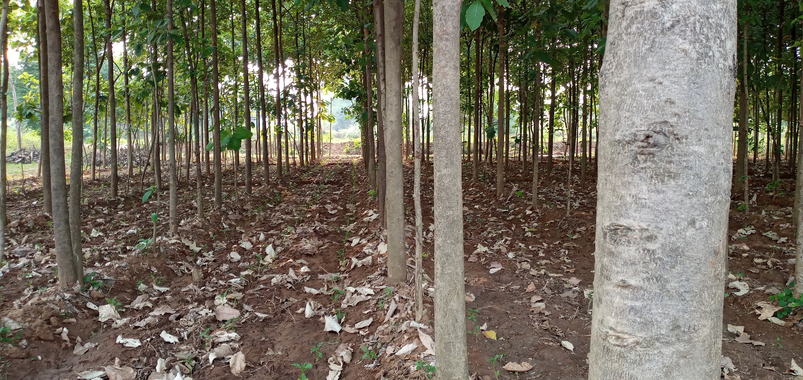 Teak Plantation: Teak Plantation in India