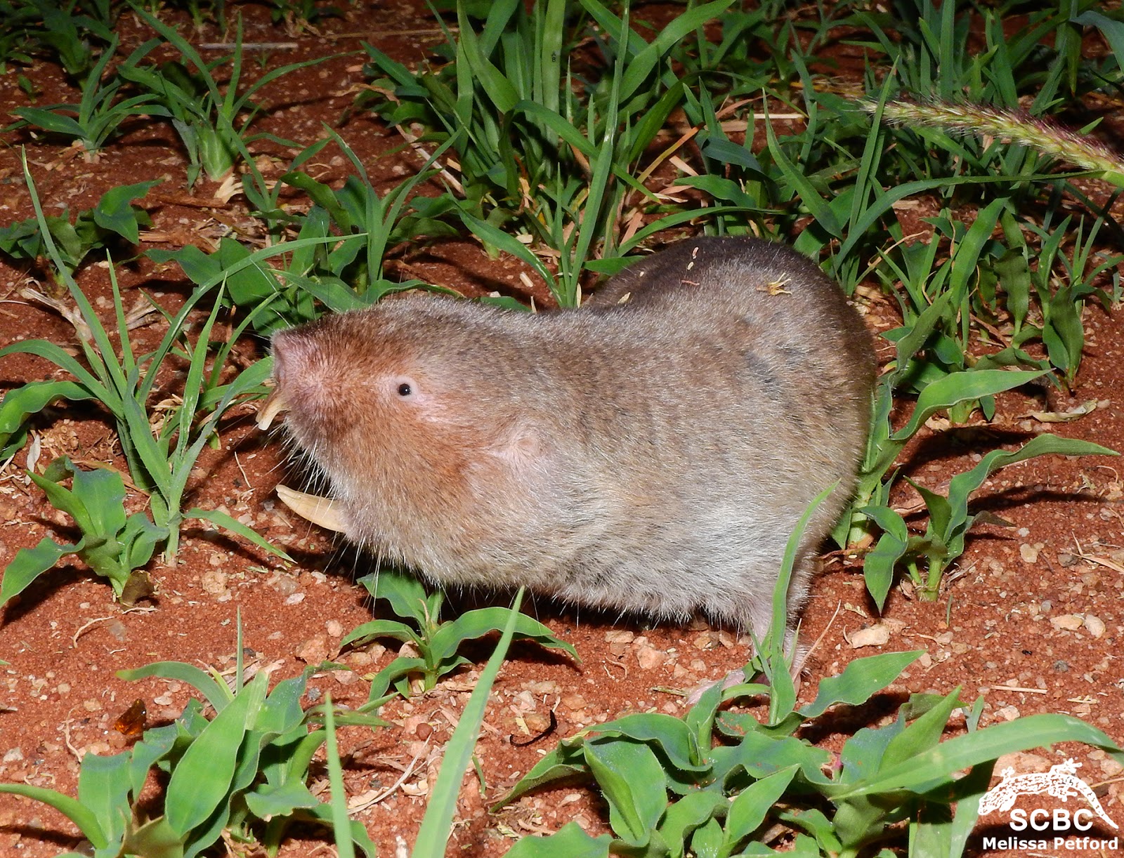 Soutpansberg Centre for Biodiversity and Conservation : Lizard Life ...