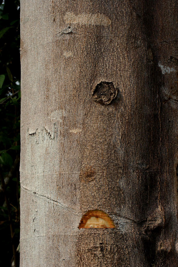 PlantWerkz: Caralia Brachiata "Honiara"