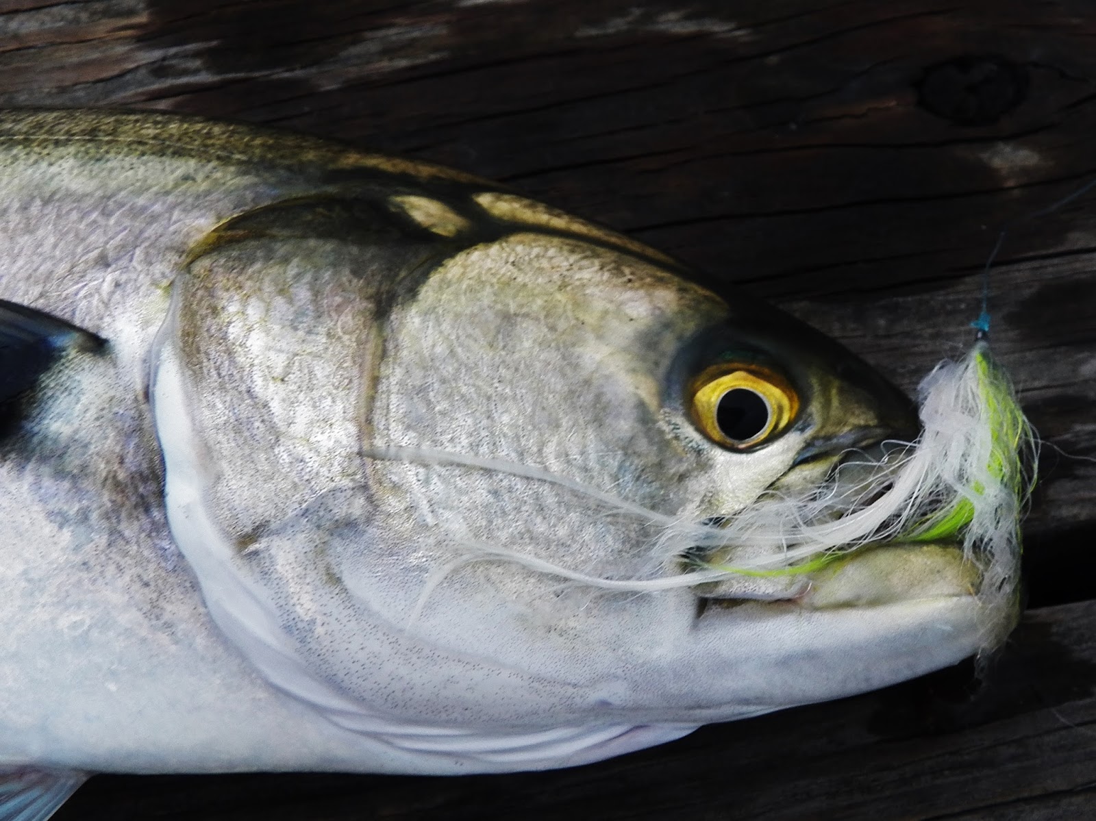 Connecticut Fly Angler: One Nice Early Morning Bluefish
