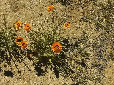 Namakwalandse gousblom / Bittergousblom – Roekeloos.co.za