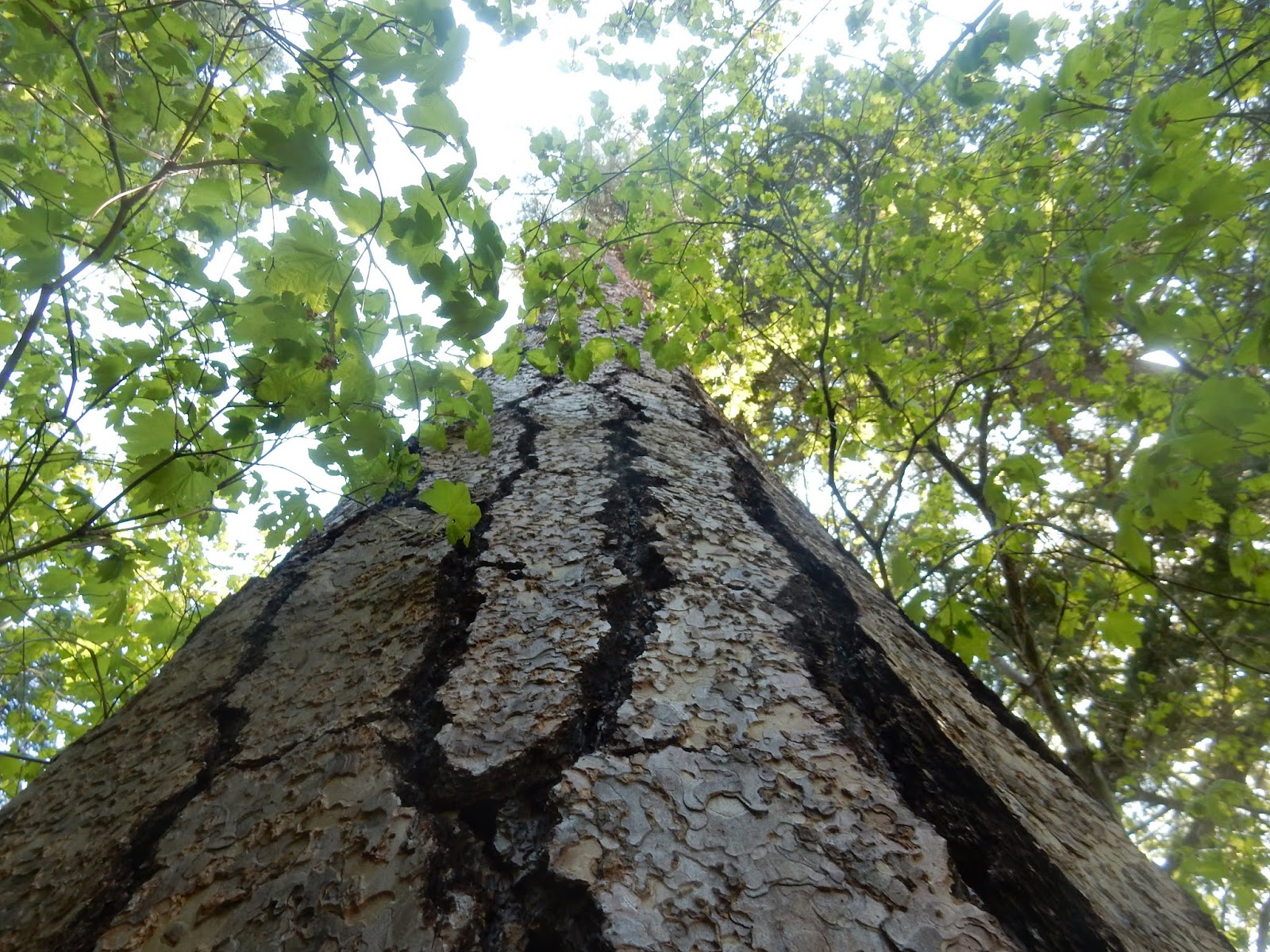 The Valley Ripple: Tree Hugging...