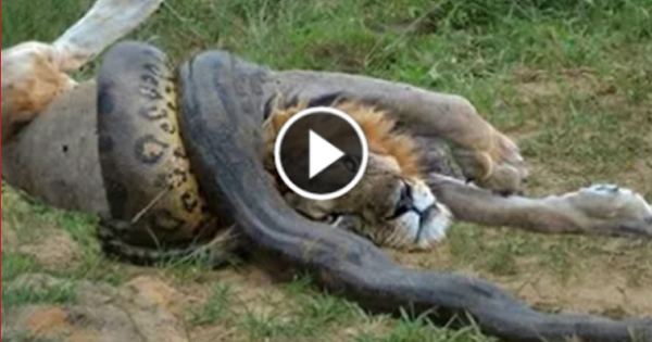 OMG!!! Snake Eats a Lion