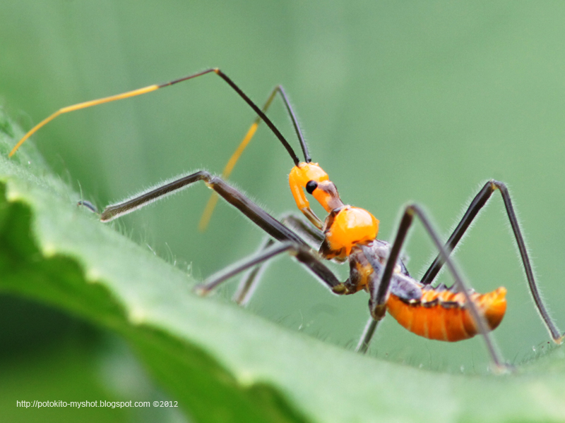Orange assasin bug (Reduviidae) in Sumatra Indonesia