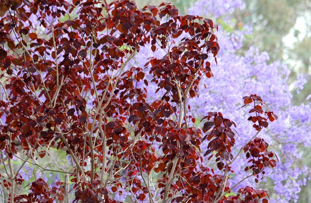A photo, A thought............: Observation: Flower juxtaposition......