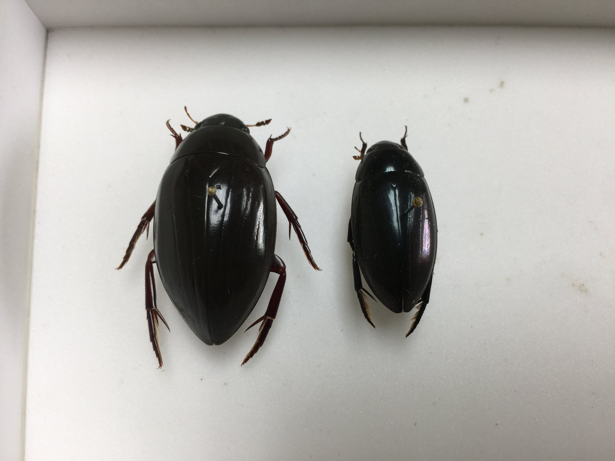 台灣的水生昆蟲: 數量急遽銳減的水生昆蟲-大牙蟲屬 (Hydrophilus Geoffroy, 1762)