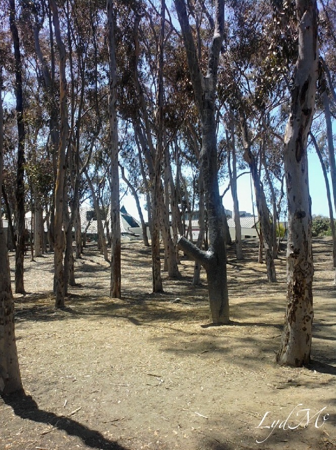 Celebration Shout Out: The Stuart Collection at UCSD