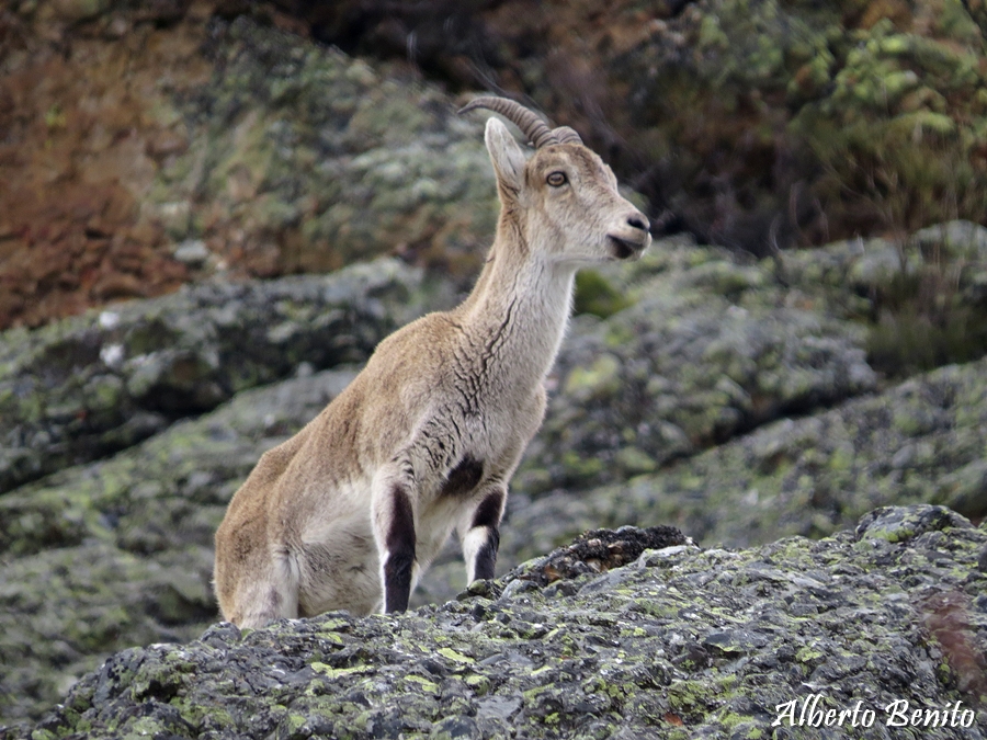 Pajareando por Cantabria: Buscando cabras...
