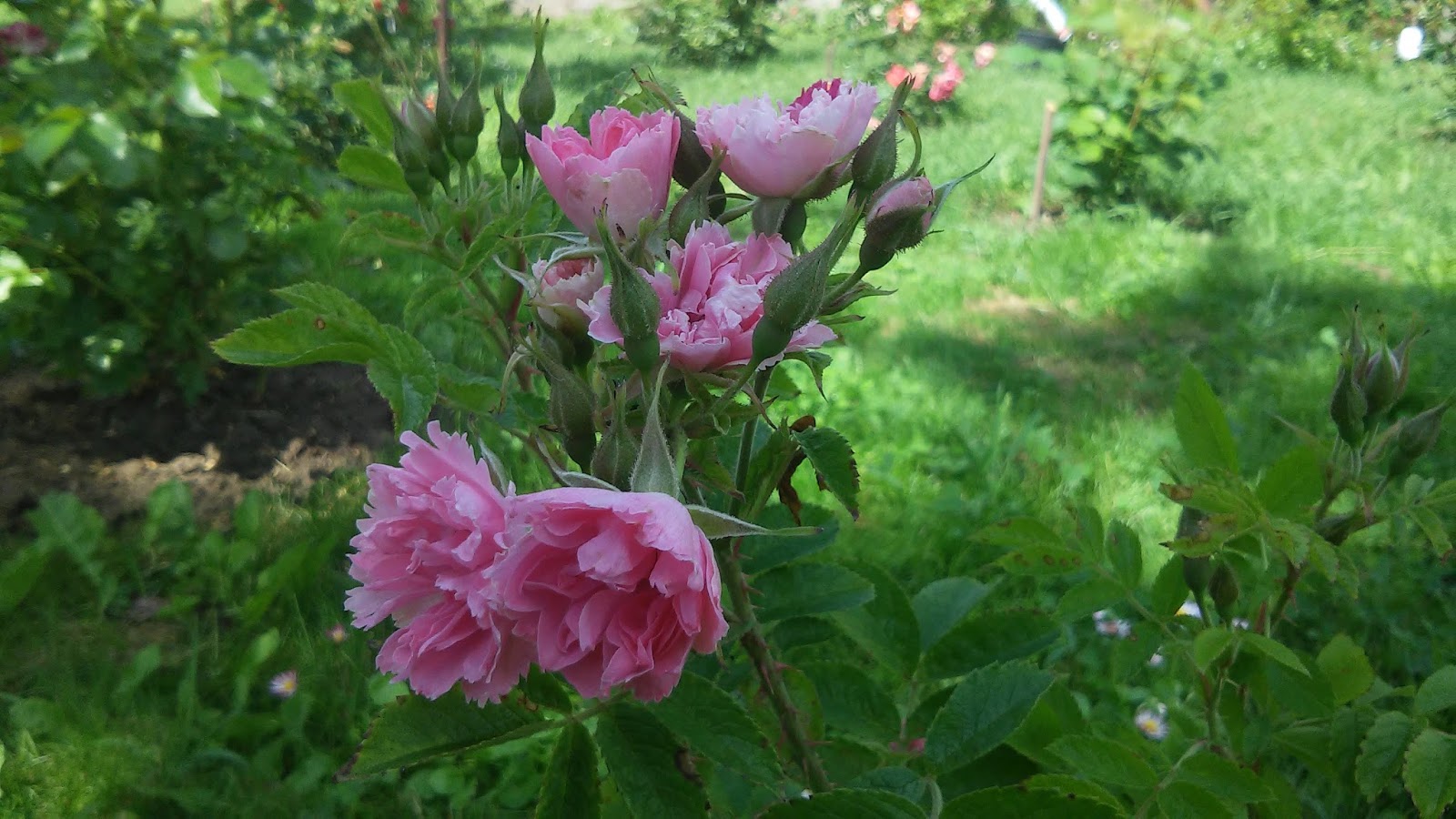Ranczo Elma: Róża (Rosa) Pink Grootendorst