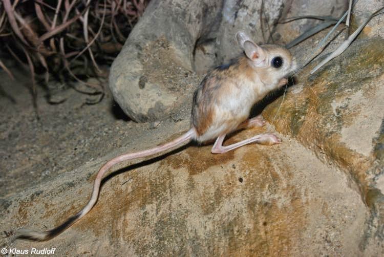 Info animales: RATAS, RATONES Y AFINES