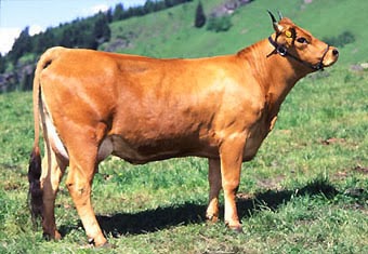 Vach'Expo LaSalle Beauvais au TNLA 2014: Au coeur des Alpes vivent les ...