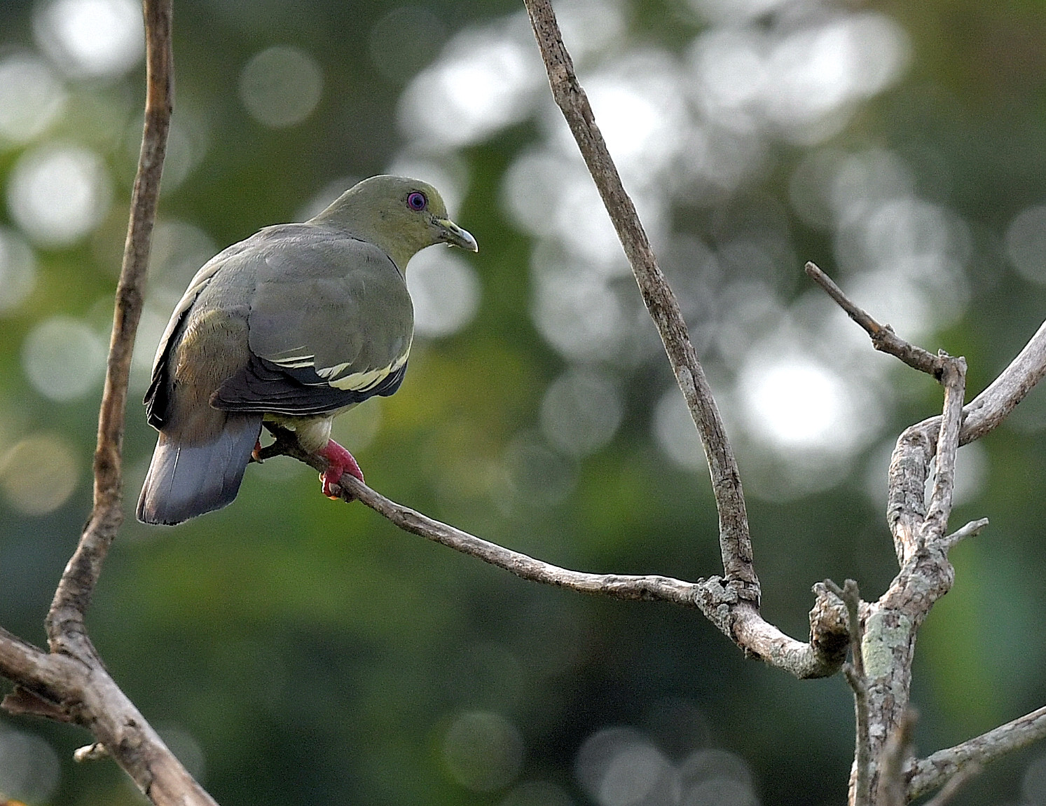 The Life Journey in Photography: Little Green Pigeon @ Pulau Indah ...