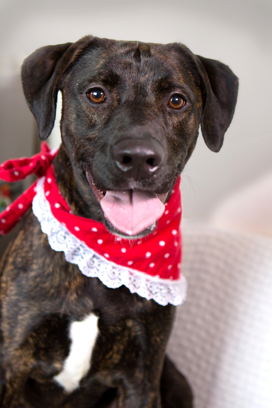Shelter Dogs of Portland: "SIMONE" shiny dark brindle Lab/pitbull mix