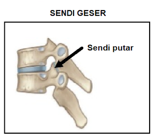 Bentuk Sendi pada Tubuh Manusia ~ Kelas Bu Asih