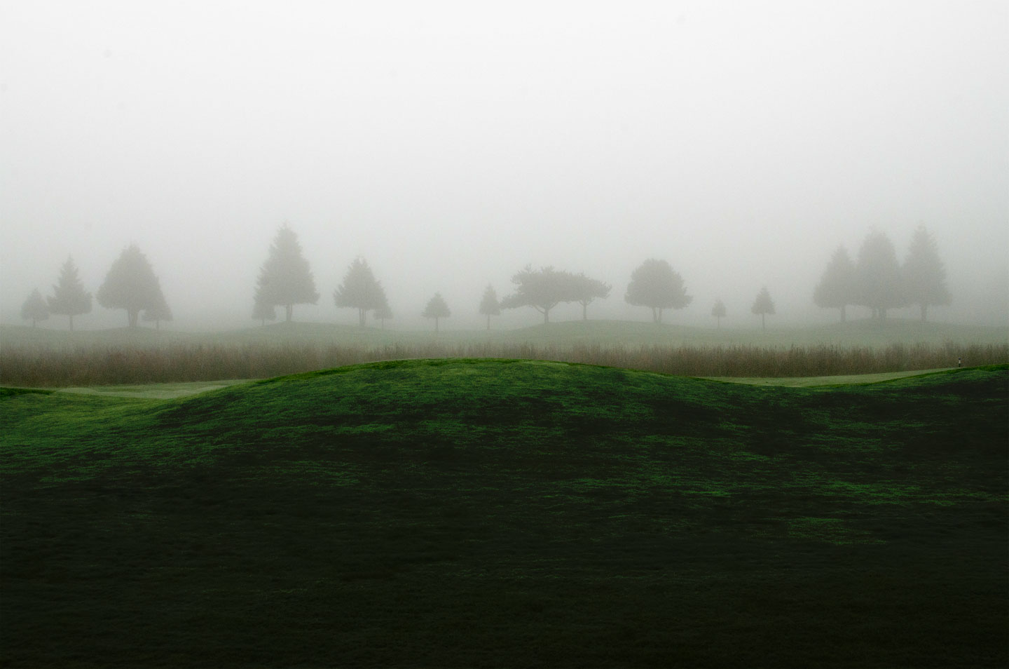 Heidi has a Hobby: Foggy Golf Course Tree Silhouettes