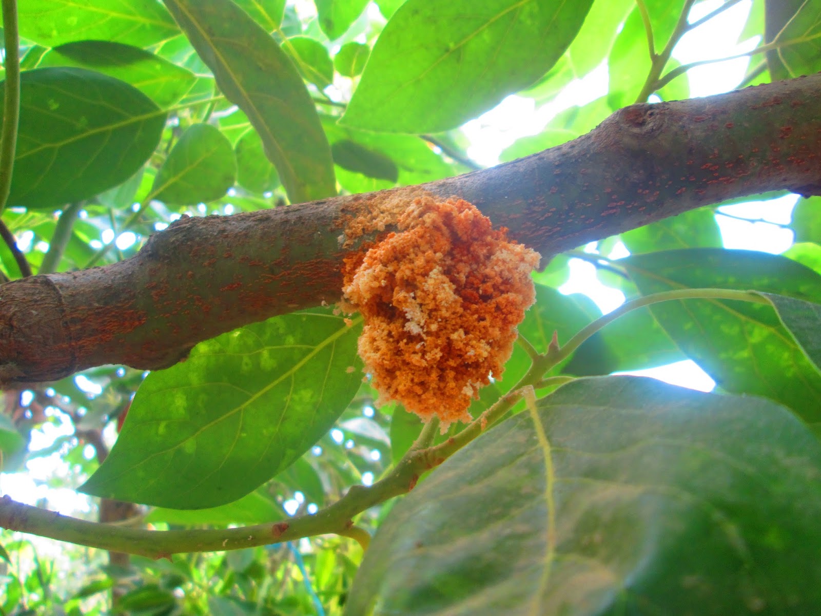 Cultivo Sano (healthy crop field): Cultivo De Palto Manejo De Plagas y Enfermedades.