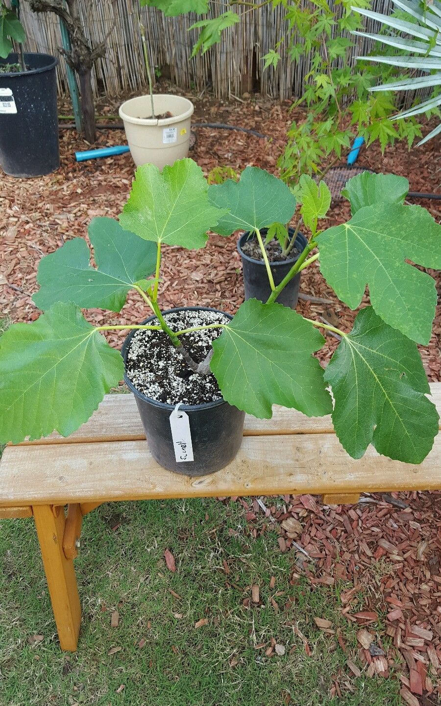 Seattle Garden & Fruit Adventures: New Arrivals: Figs Palermo, Sicilian ...