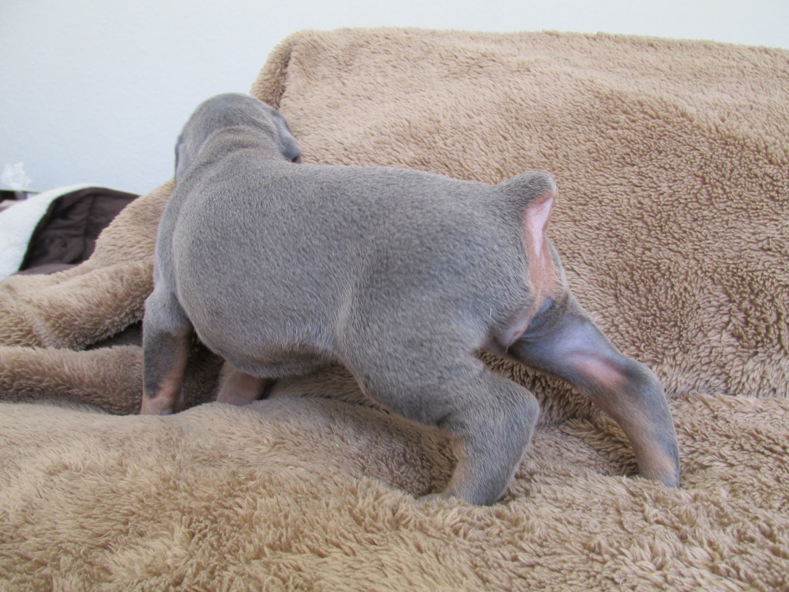 Abby's AKC Doberman Puppies: Blue Female