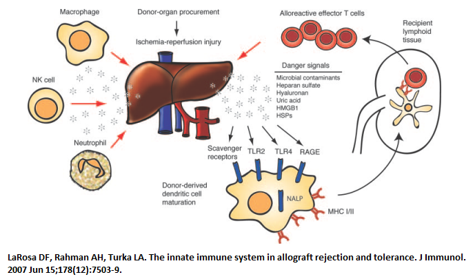 Lésion De Reperfusion; dommage de reperfusion; ischemie de reperfusion