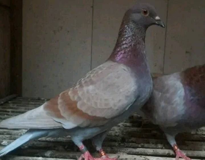 √ Cara Ternak Merpati Kolong Agar Menghasilkan Keturunan Jawara ...