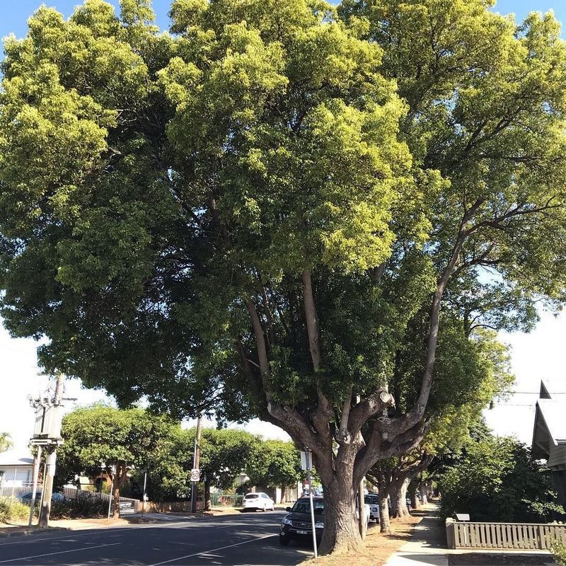 Mengenal Kayu Kamper, Fungsi, Keunggulan, dan Harganya | Pengadaan ...