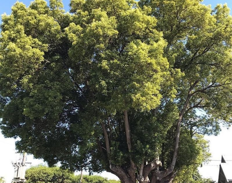 Mengenal Kayu Kamper, Fungsi, Keunggulan, dan Harganya | Pengadaan ...