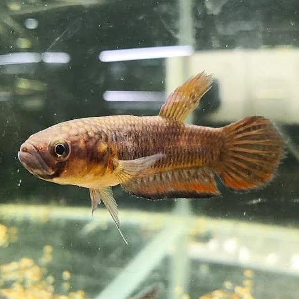 Senarai Jenis Spesis dan Asal Usul Ikan Laga Liar (Wild Betta) Dalam Dunia