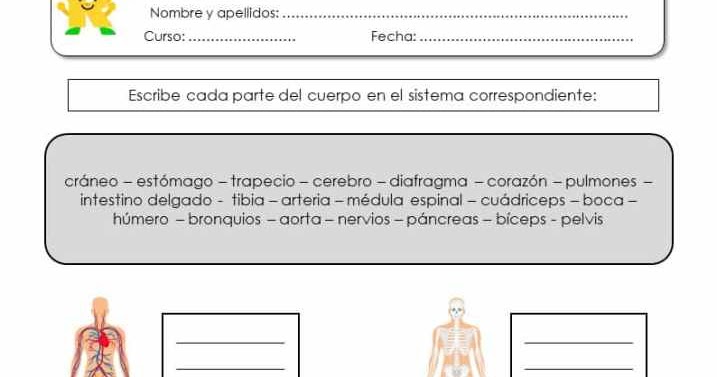 El Blog de Las dehesas: Sistemas del cuerpo humano (ciencias naturales)
