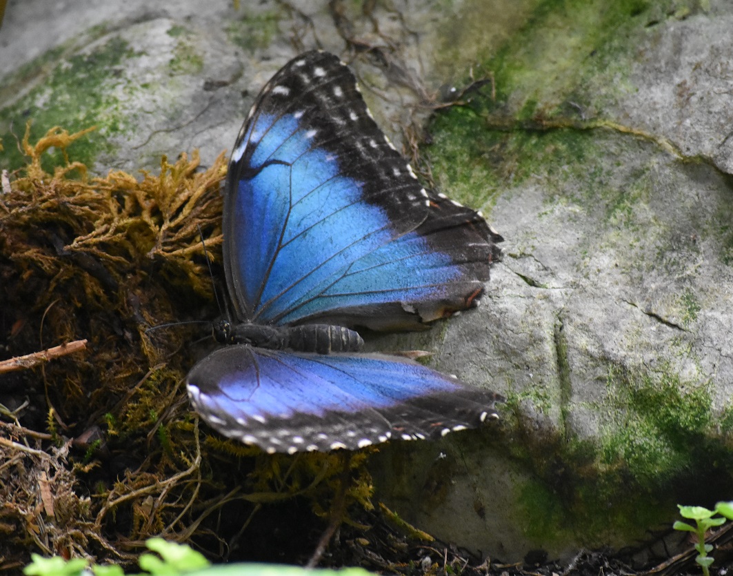 ZOOTOGRAFIANDO (6.100 ANIMALS): MARIPOSA MORPO AZUL / COMMON BLUE ...
