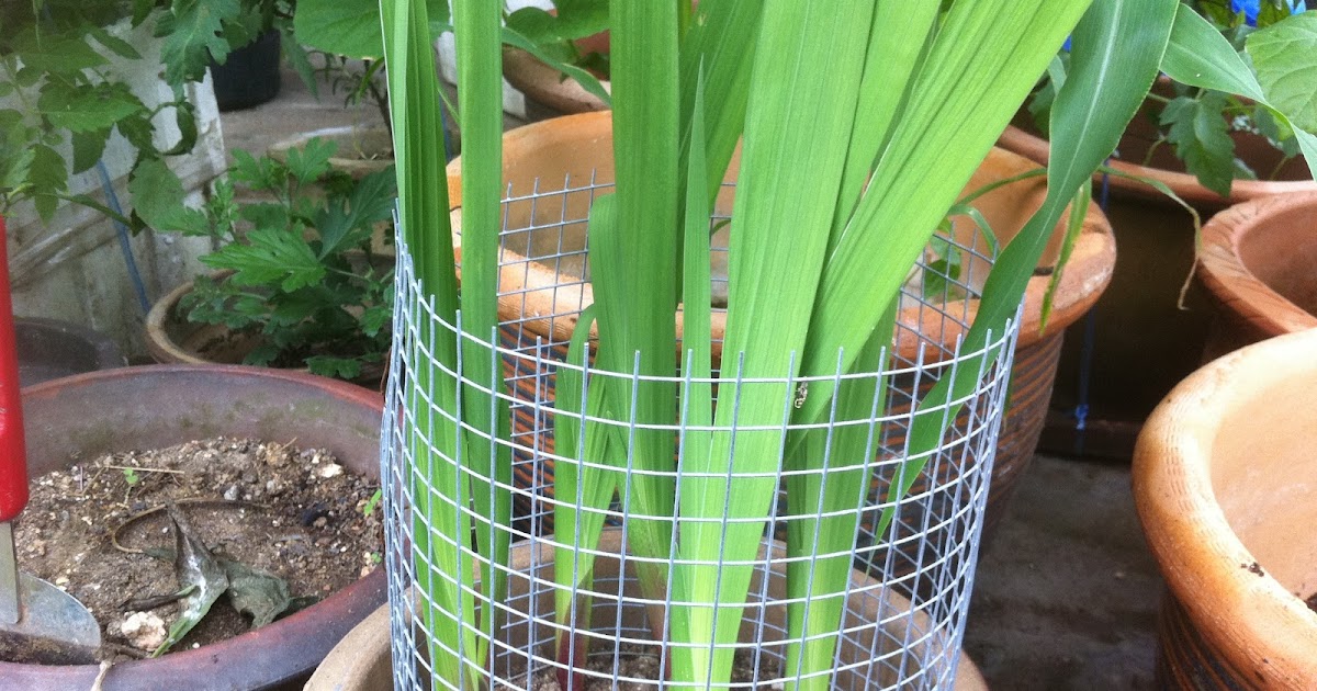 My Experimental Garden: Gladiolus cormels