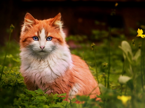 Il colpo di calore: come riconoscerlo, come intervenire - GATTO MAGAZINE