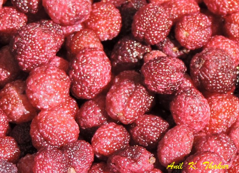 Plants & Environment: Plant Biodiversity in Shimla: Wild Fruits in May