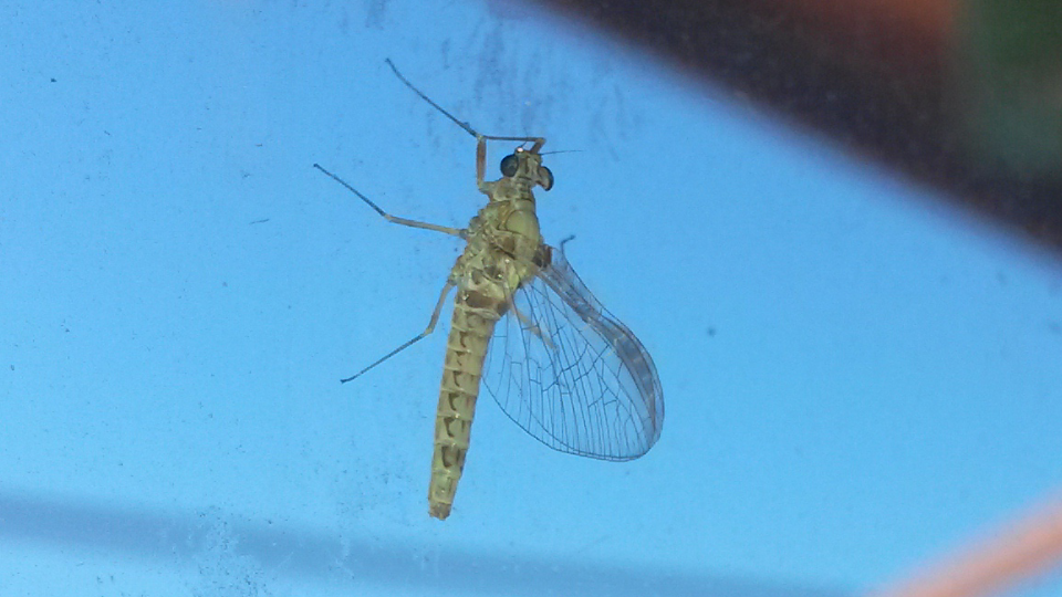 Aventuras en la Palma d´Ebre: EFÍMERA