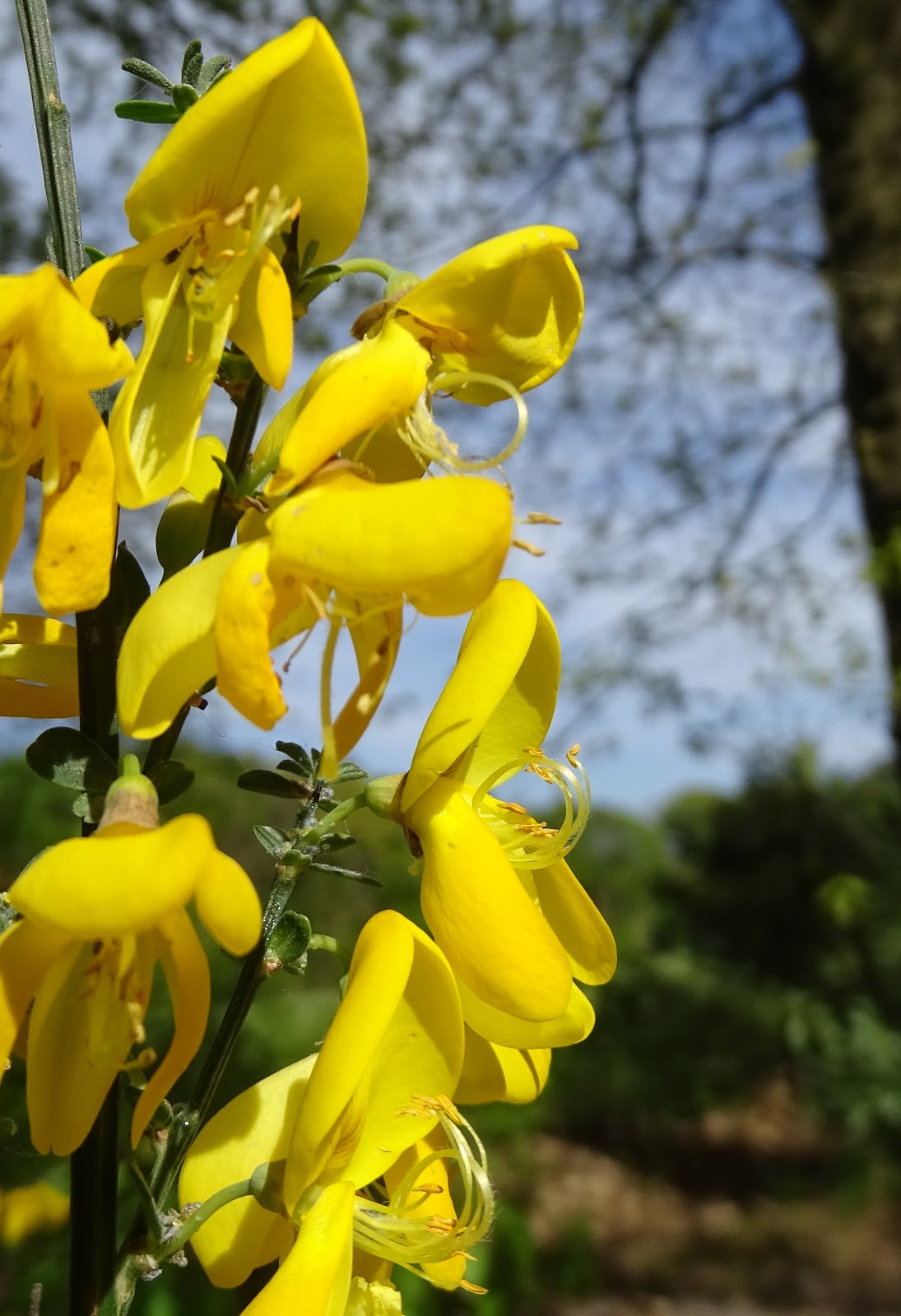 oog voor de natuur: Brem (Cytisus scoparius) in volle bloei. Alleen ...