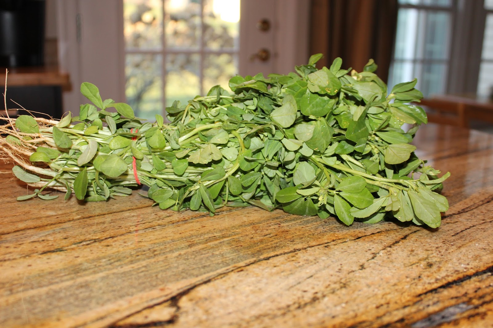 Msaada: Kuhusu uwatu (Fenugreek) | JamiiForums