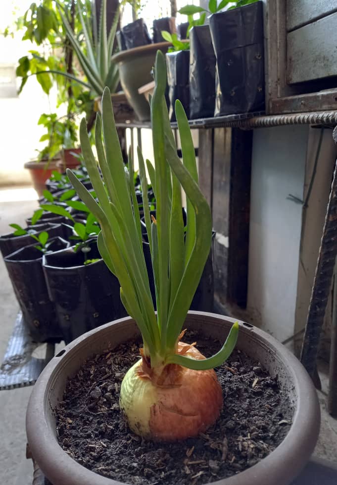 Agnes' Diary & More...