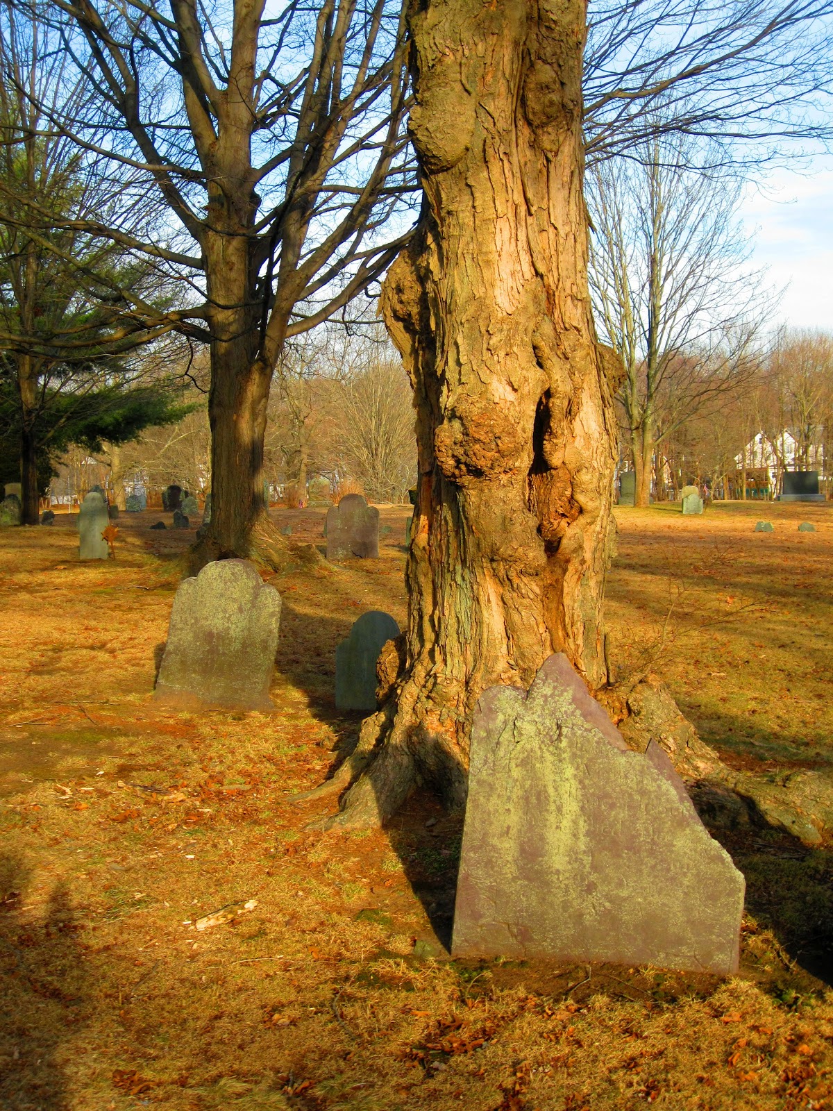 THE OLD COLONY GRAVEYARD RABBIT: MT. ZION CEMETERY, WHITMAN, MA.