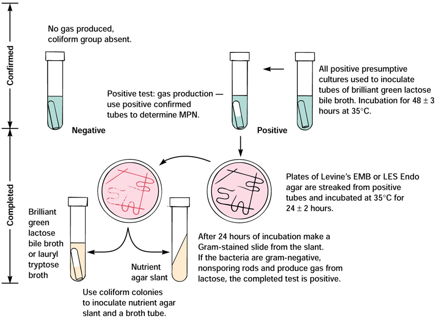 Identifikasi Escherichia Coli dengan Metode MPN | UMPTB