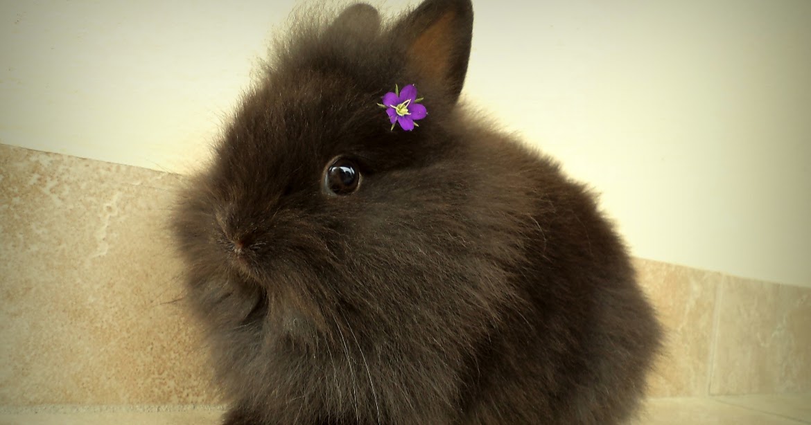 My Small Secret Rabbitry: FAQ