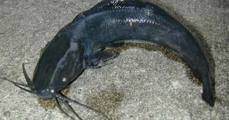 Lele Jawa - saung petani