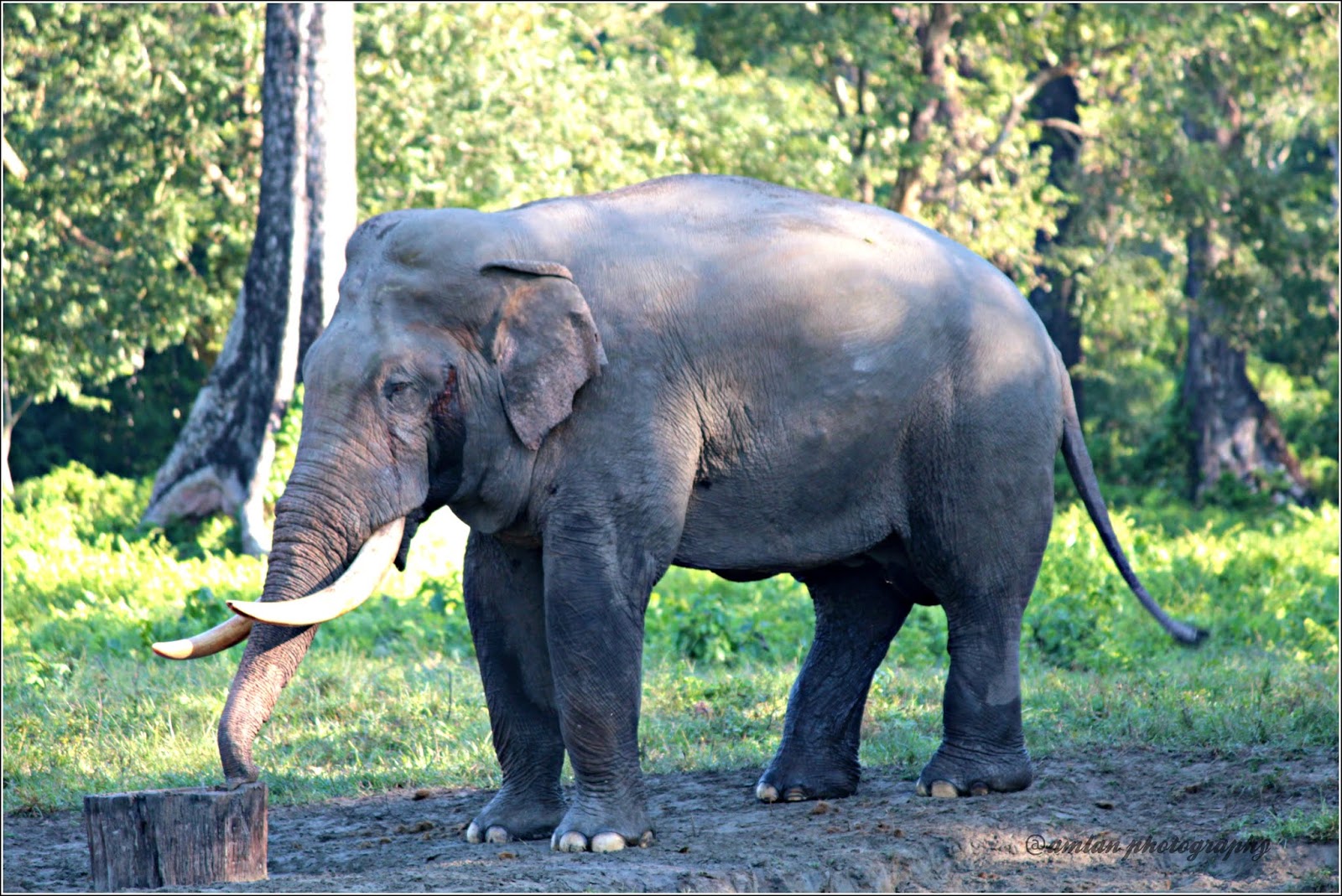 DOOARS…NORTH BENGAL…THE HEAVEN NEXT DOOR……..