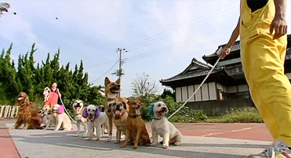 13 DOGS Break World Record for Skipping on a Rope! | BOLD and UNUSUAL ...