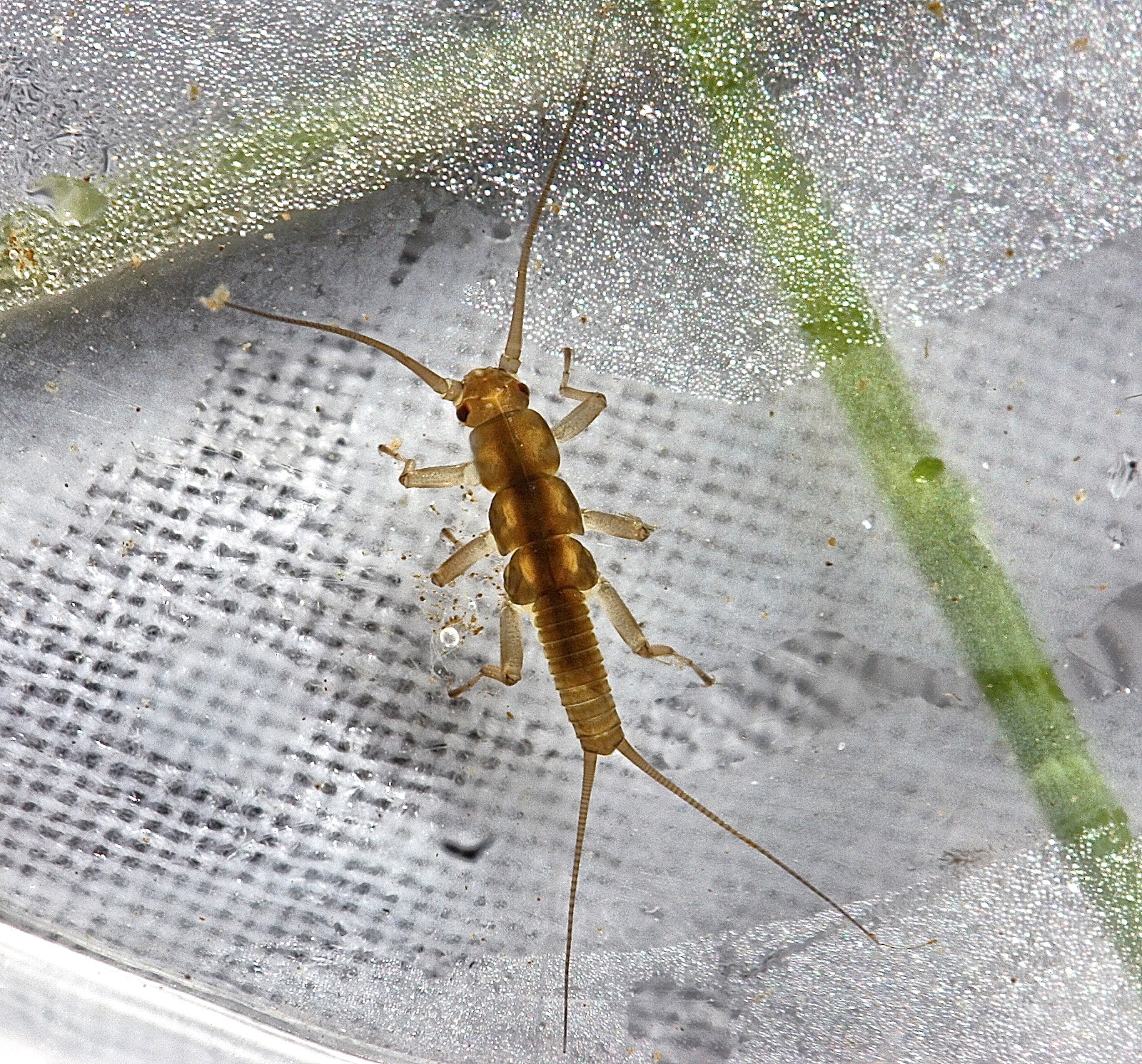 Aquatic Insects of Central Virginia: Isoperla namata (Perlodid stonefly ...