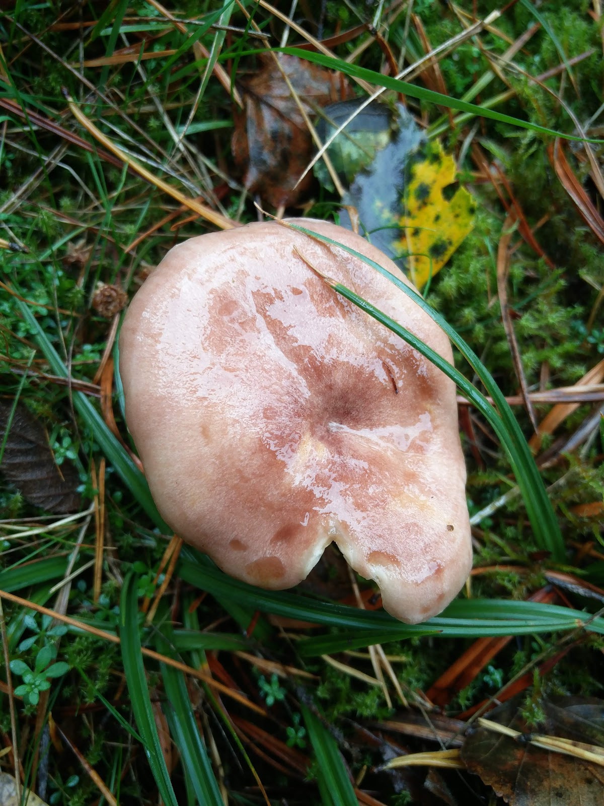 Misidentifying Fungi: Return to Tilgate