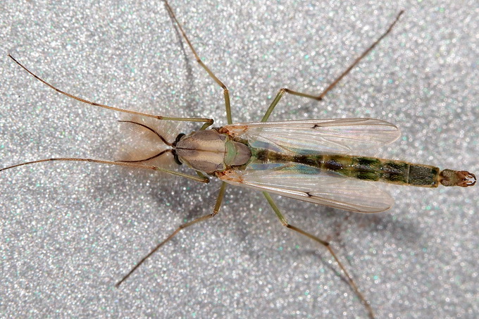 Budidaya Cacing Darah | Dunia Hewan